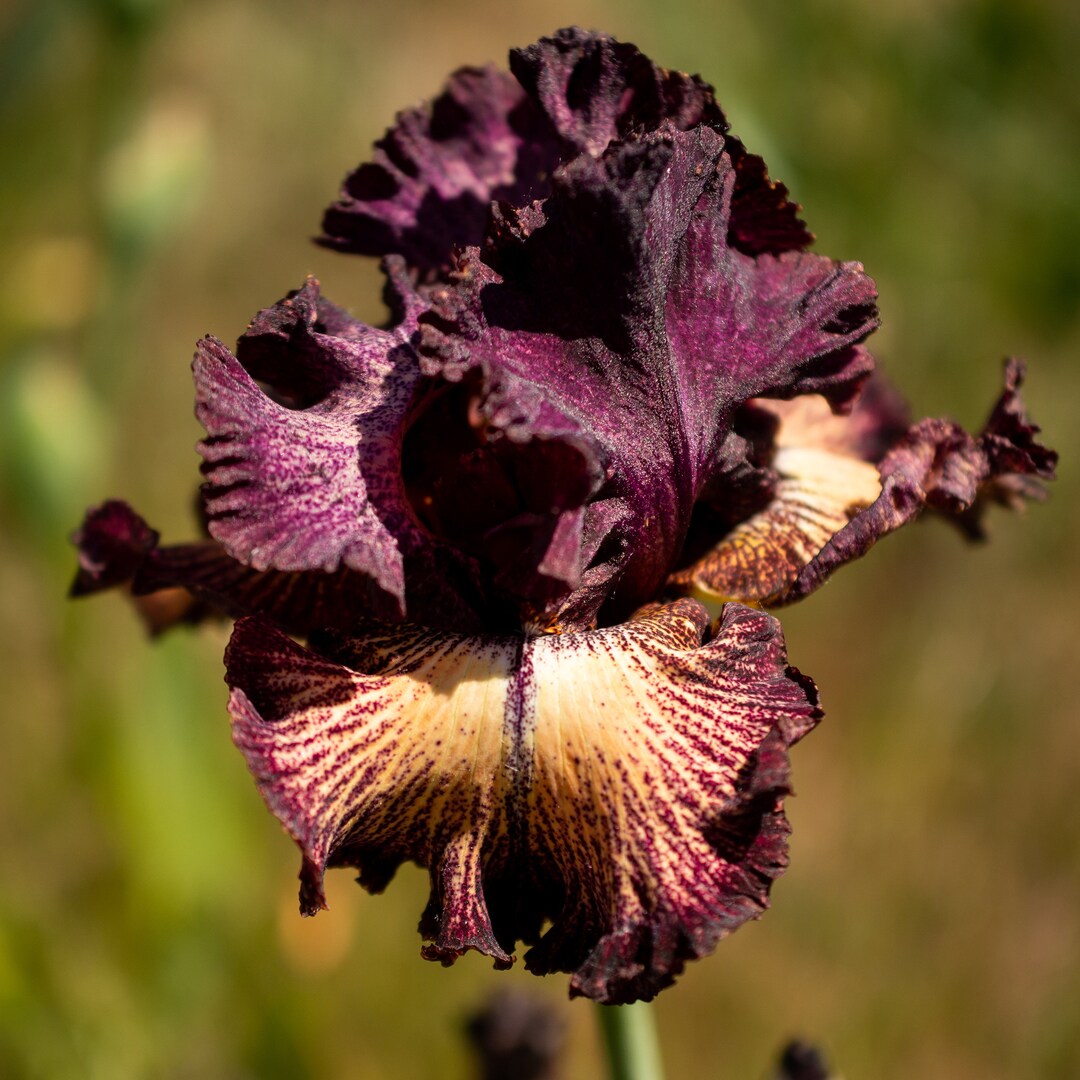 CALICO QUEEN, Tall Bearded Iris. Freshly Dug Rhizome With a Fan of ...