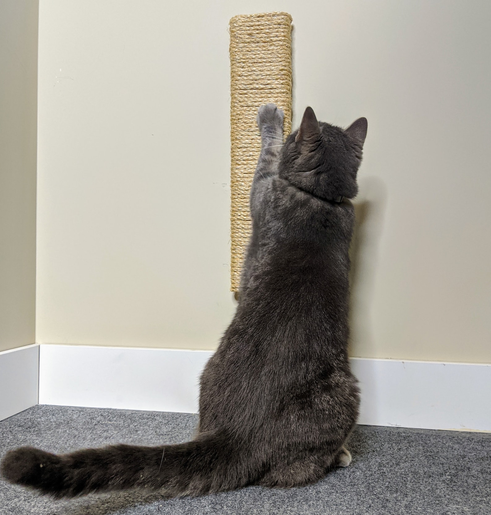 Cat Scratching Post / Vertical Scratchers / Cat Furniture Wall - Etsy