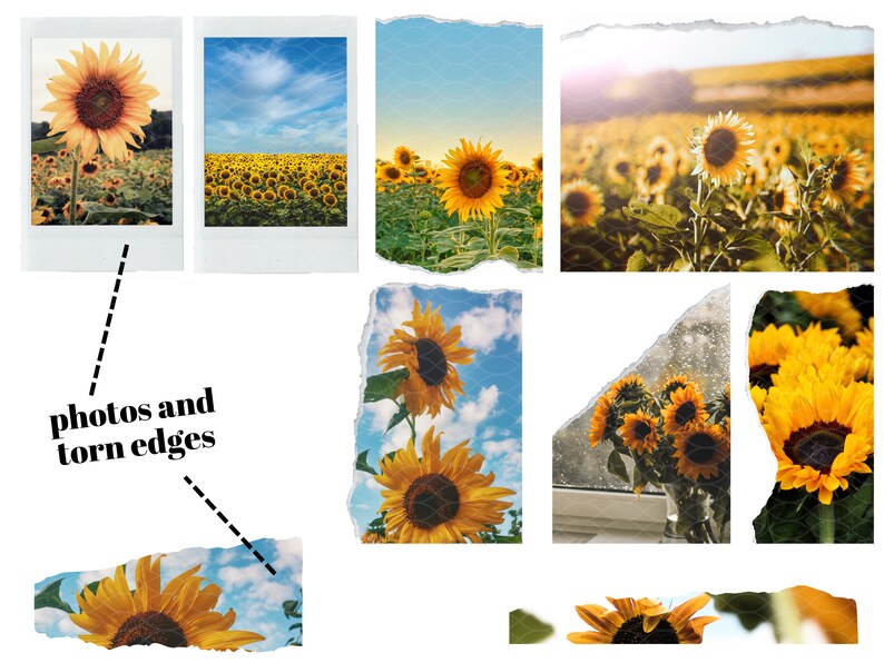 Sunflower Digital Sticker Mini Set Goodnotes Flower Floral Stickers ...