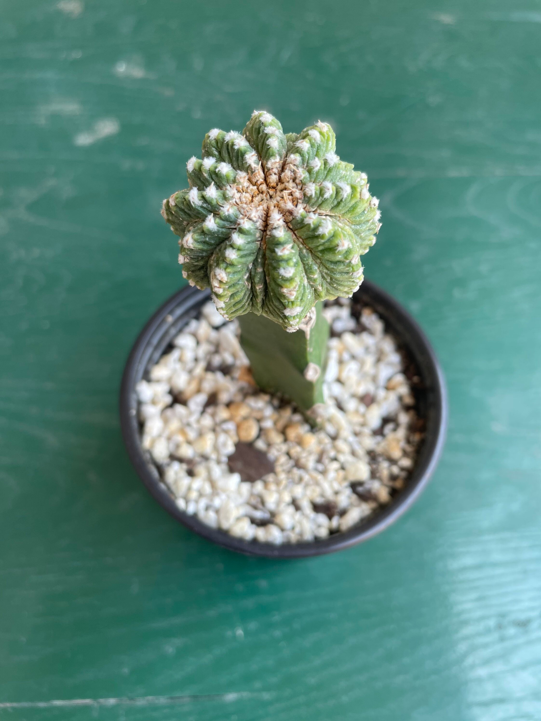 Aztekium Ritteri Grafted Plant - Etsy