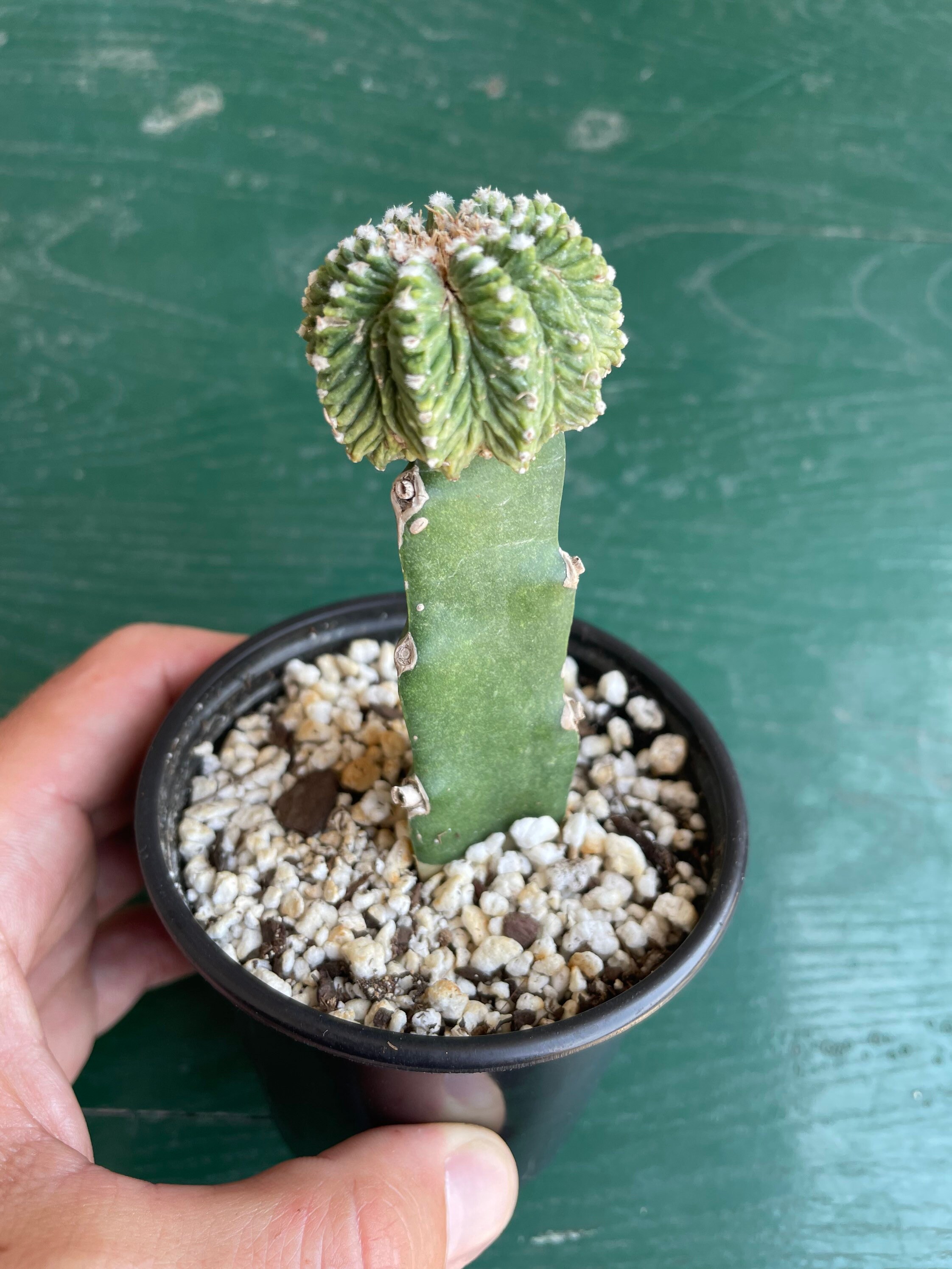 Aztekium Ritteri Grafted Plant - Etsy