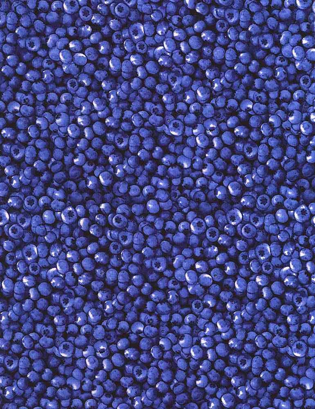 Blueberry Fabric, by the Yard, Packed Blueberries, Timeless Treasures ...