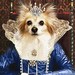 Dog Portrait Female. Your Pet as Queen Princess or Lady - Etsy