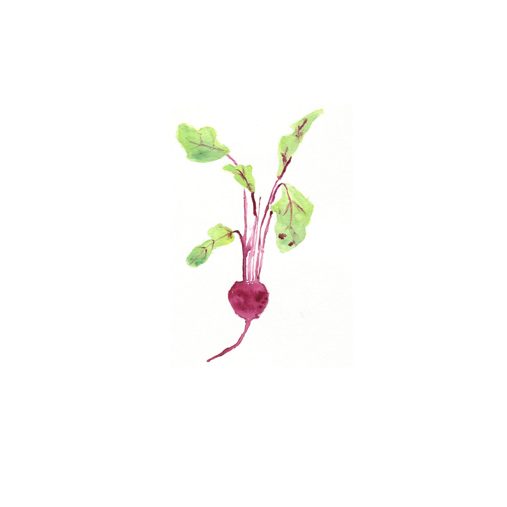 Beetroot Drawing