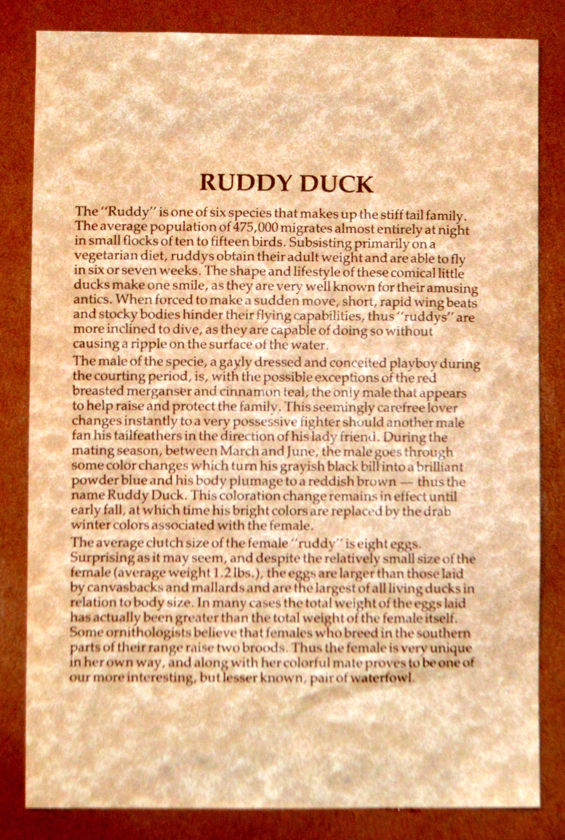 1981 Federal Duck Stamp Framed Print Ruddy Duck by John S. Wilson - Etsy