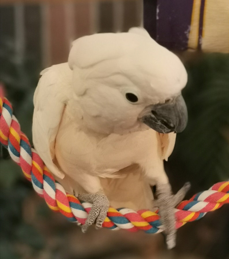 36 & 48 Cotton Rope Perch Parrot Bird Toy Bendable - Etsy