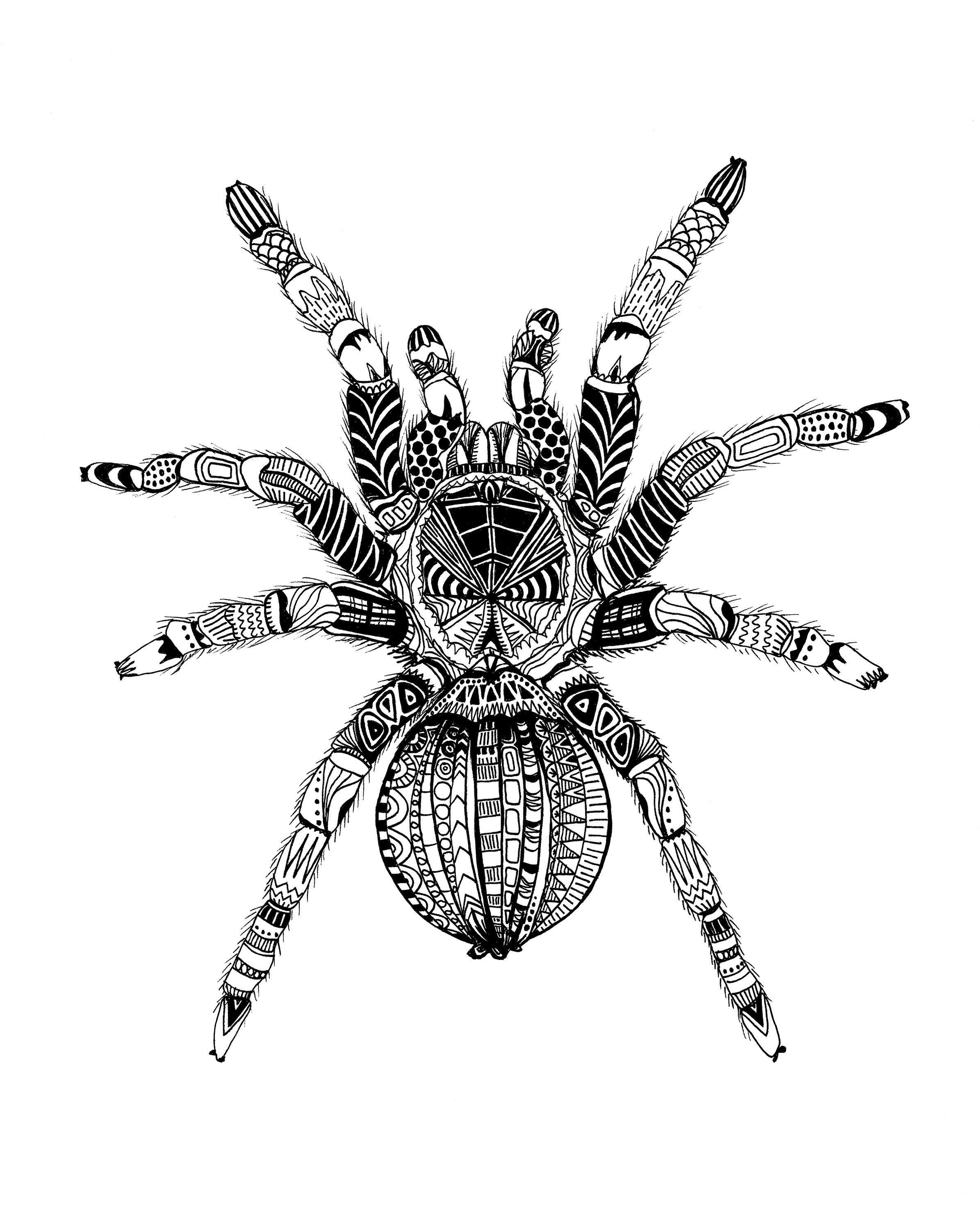 Tarantula 8x10 Print, Desert Animal Series, Wildlife Art, Intricate ...