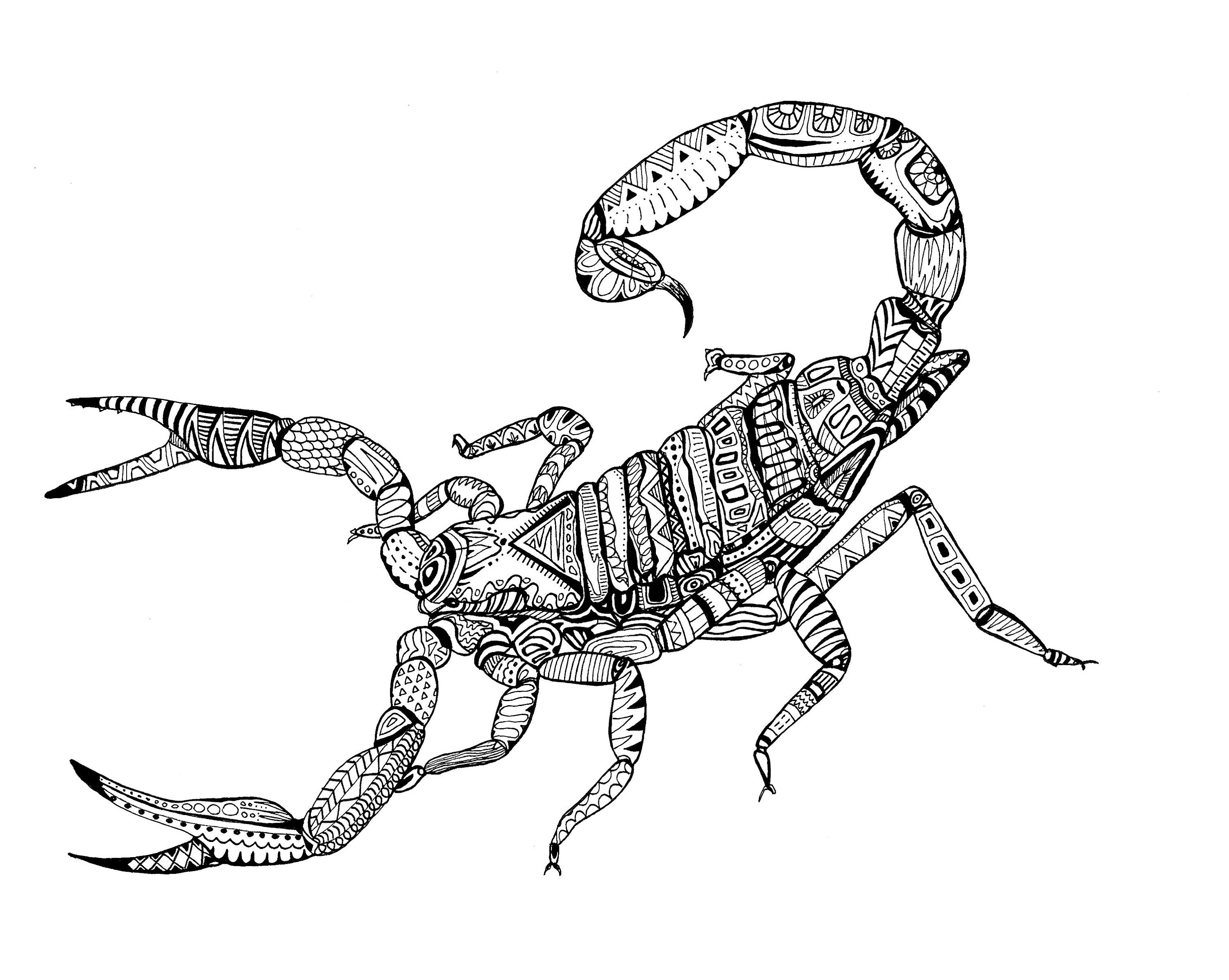 Scorpion 8x10 Print, Desert Animal Series, Wildlife Art, Intricate ...