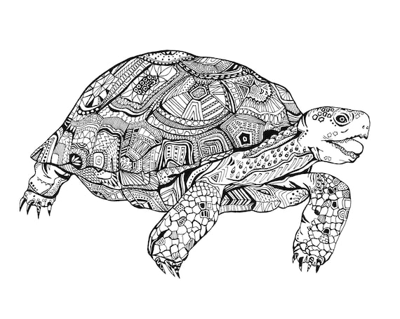 Desert Tortoise Drawing