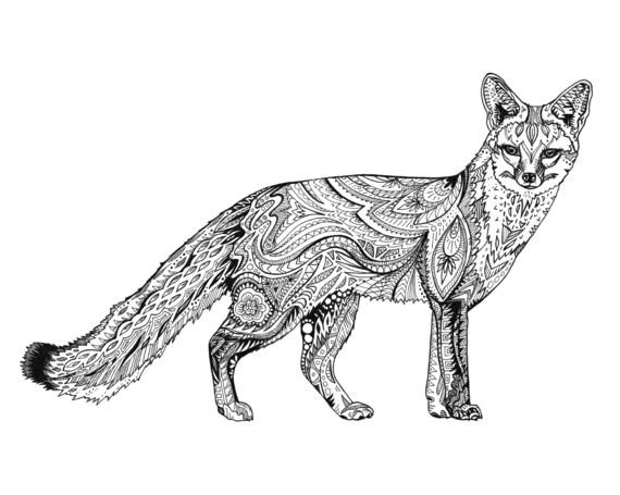 Gray Fox Animal Drawing