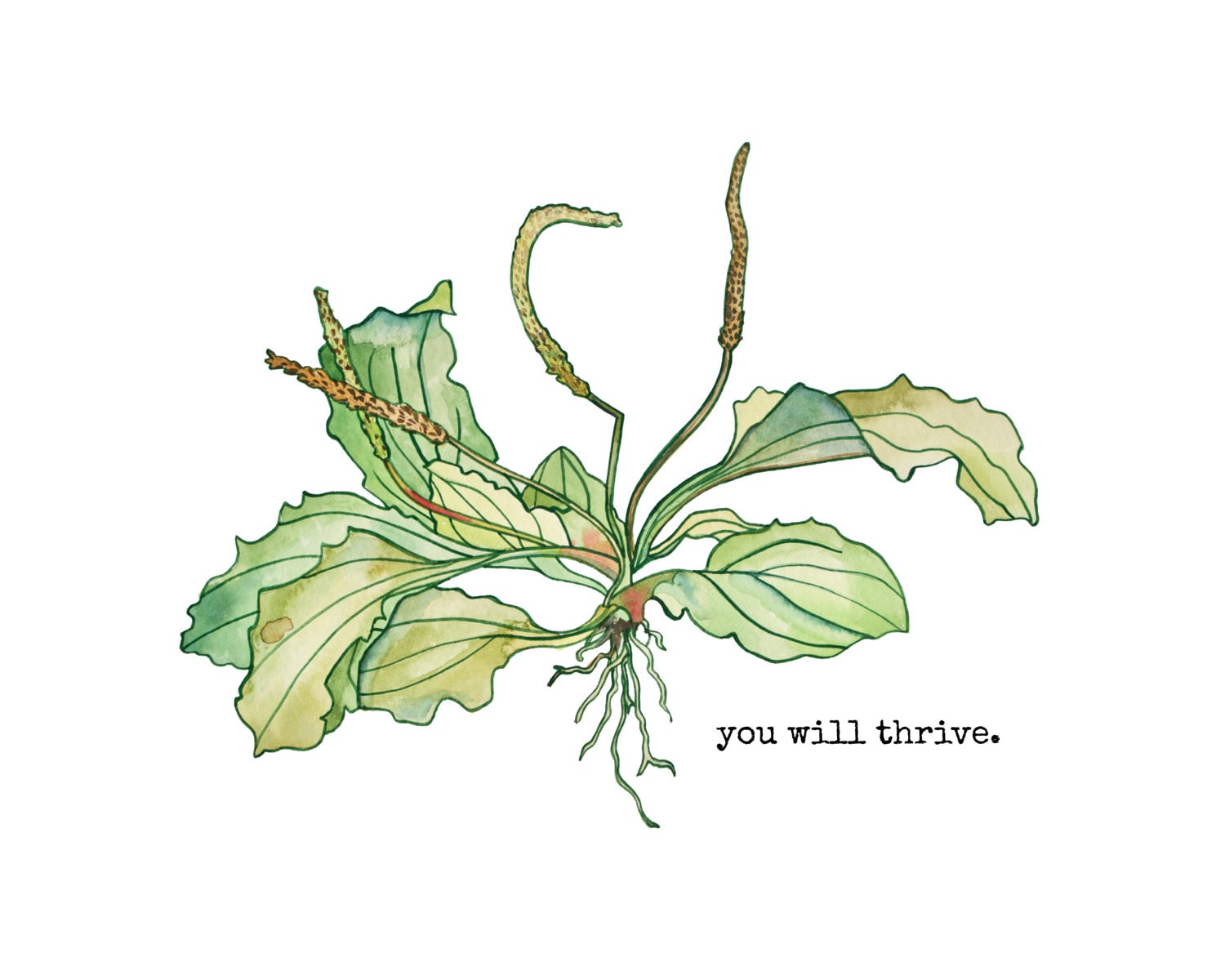 Plantain Fine Art Print you Will Thrive - Etsy Canada