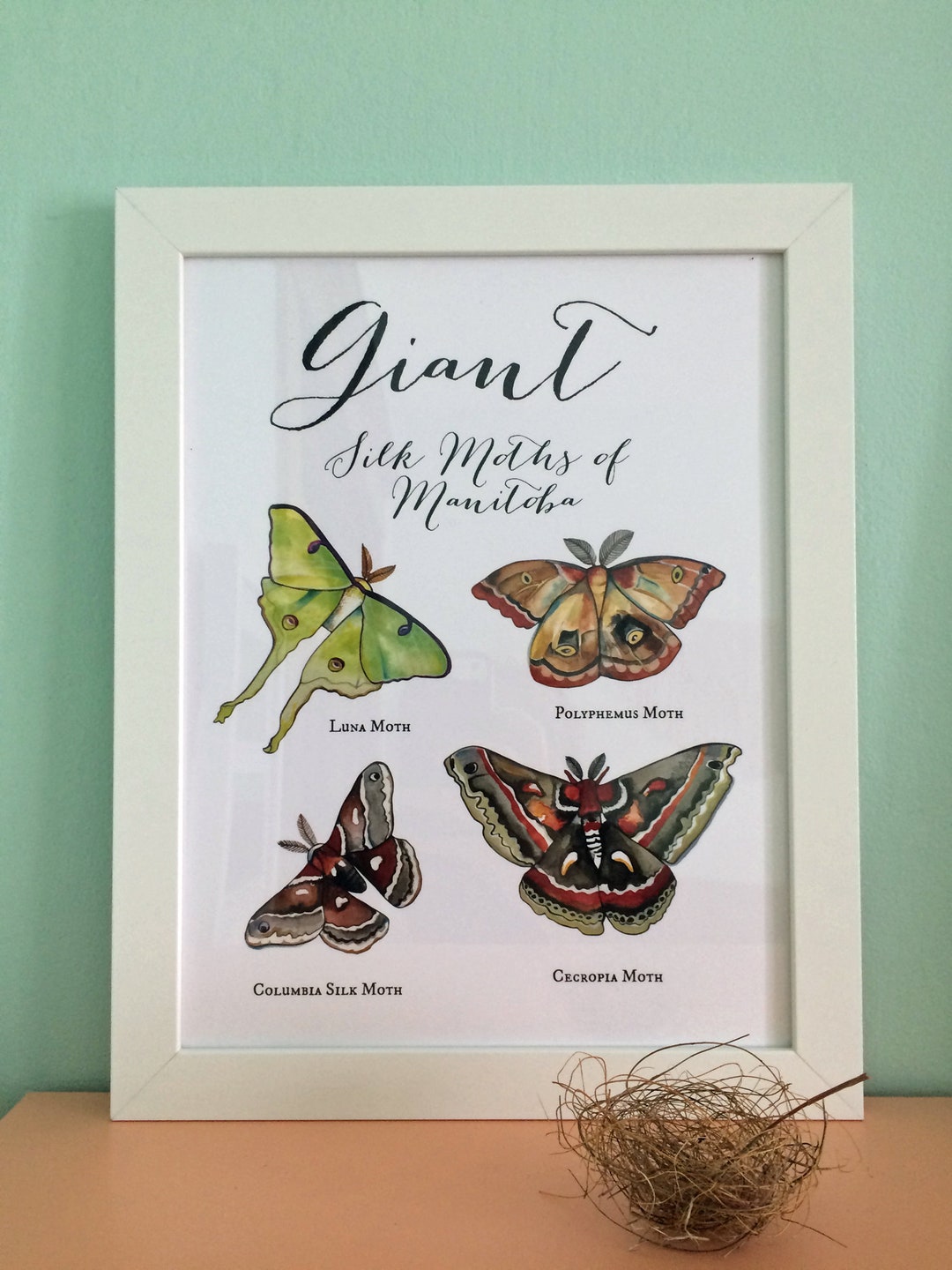 Giant Silk Moths of Manitoba - Etsy