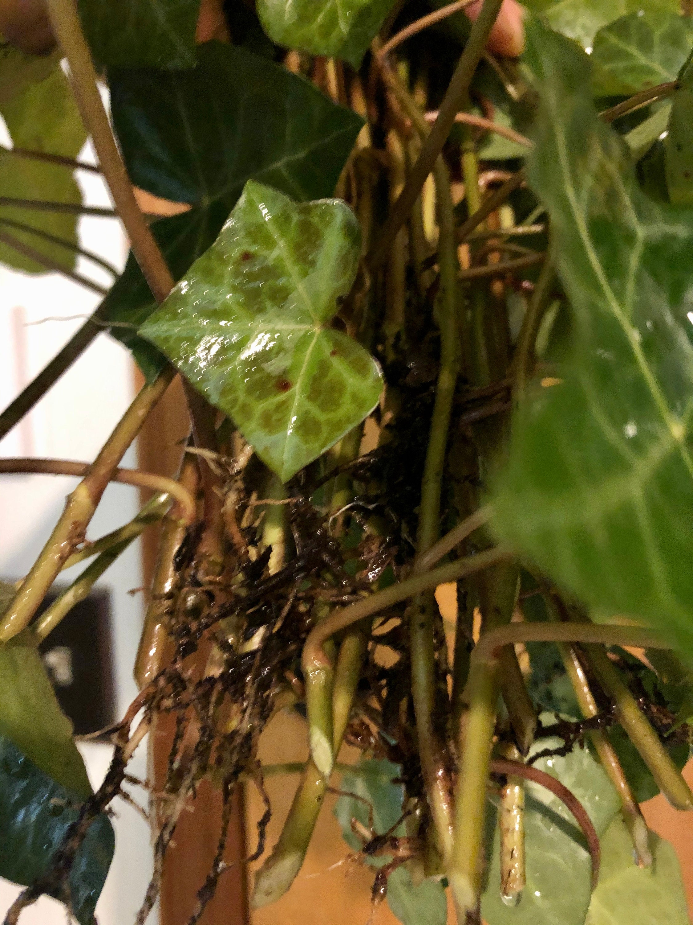 English Ivy Cuttings-air Purifying Plant Easy Care Live | Etsy
