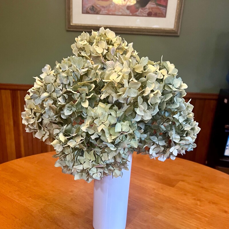 Dried Hydrangea - Etsy