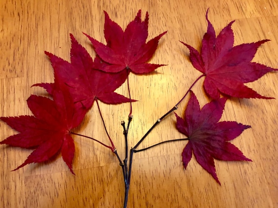 Japanese Maple Leaves Art