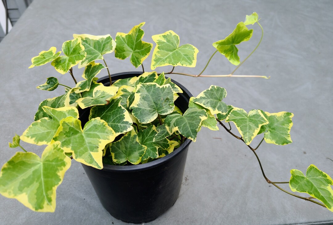 Hedera Helix 'gold Child' English Ivy air Purifying - Etsy