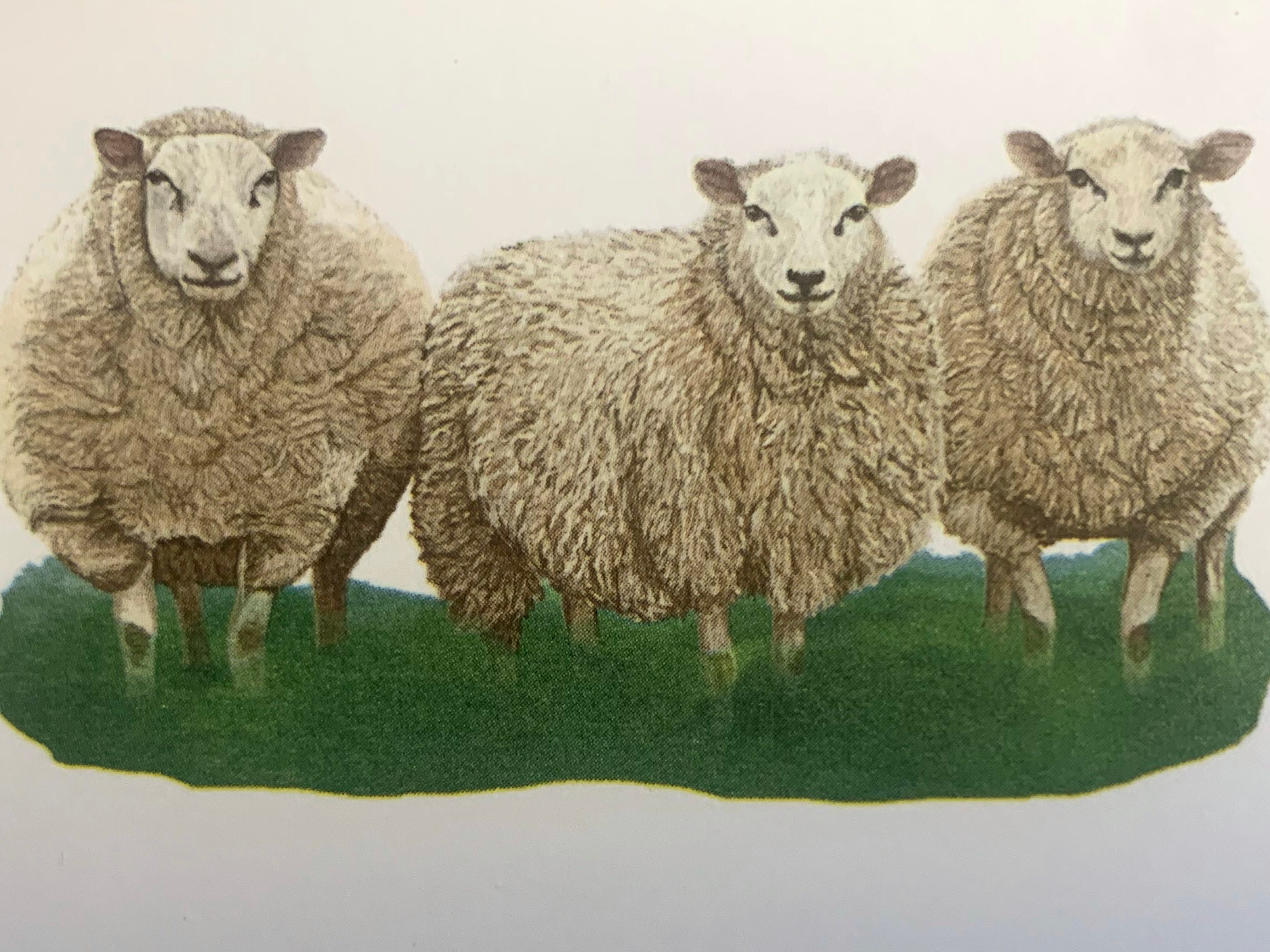 Sheep Notepad - Etsy