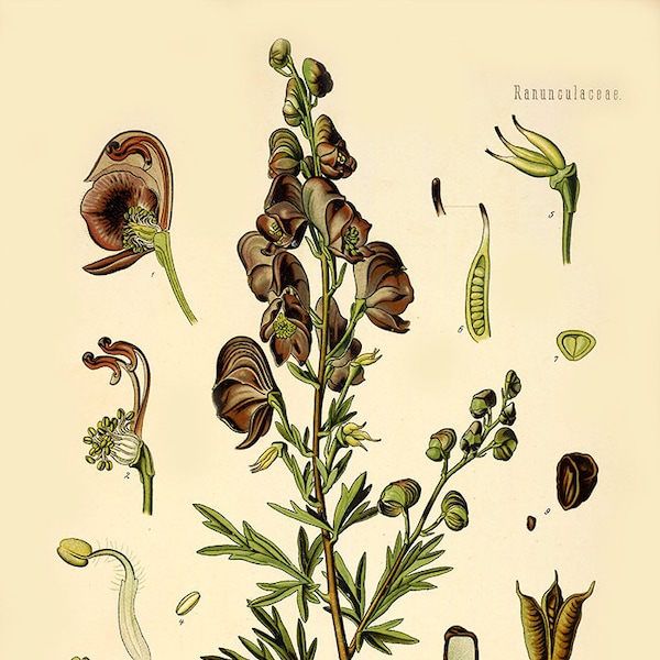 Wolfsbane Plant - Etsy