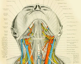 Menschliche Anatomie Vintage Print-menschlichen Hals | Etsy
