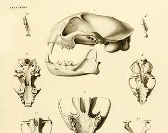Wild Cat Skull Image - Etsy