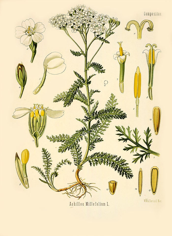 Yarrow Plant Drawing Vector Drawing Yarrow Flower Stock Vector By