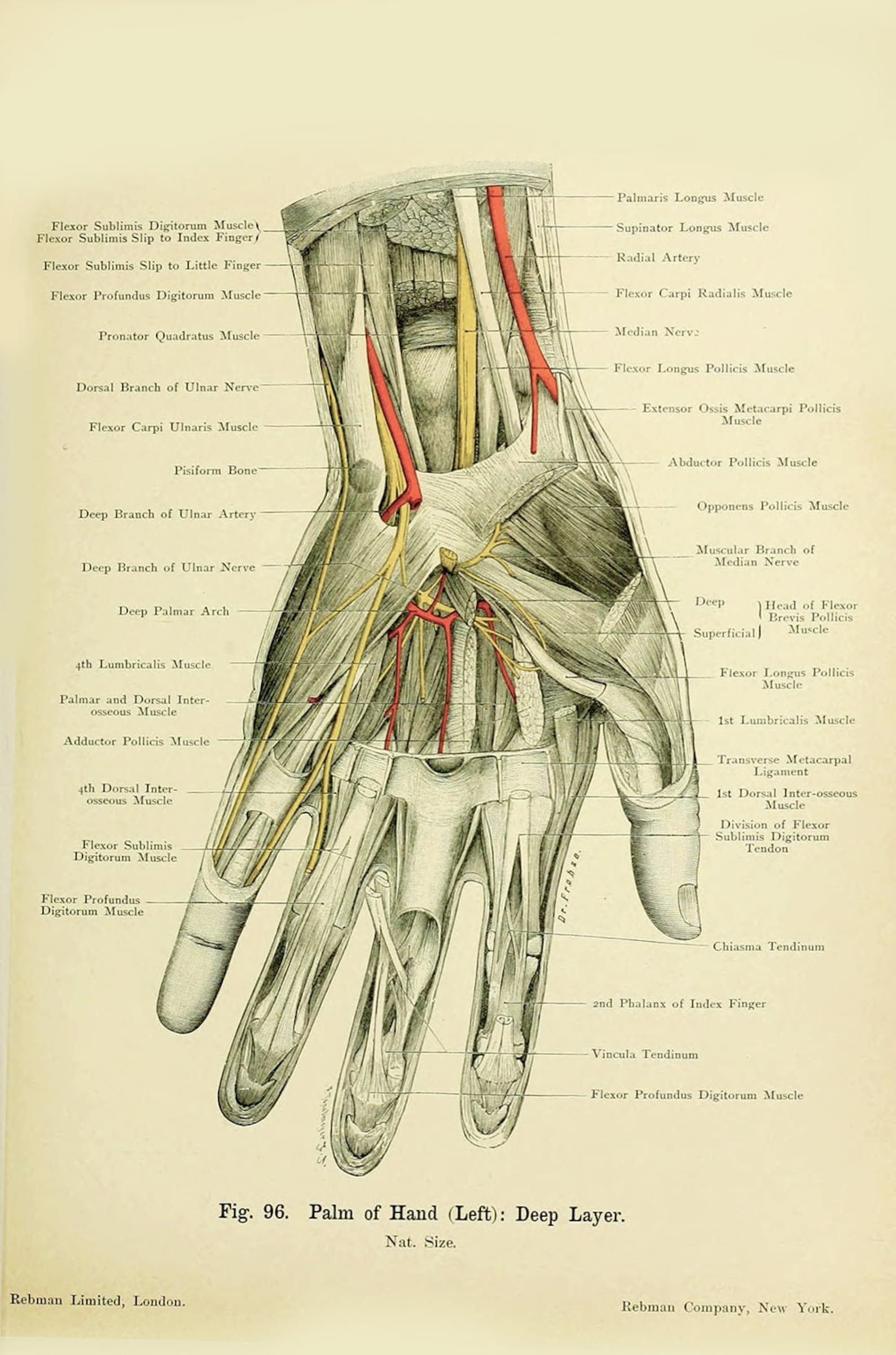 Human Anatomy Vintage Print-human Palm Anatomy-haeckel-human Organ ...