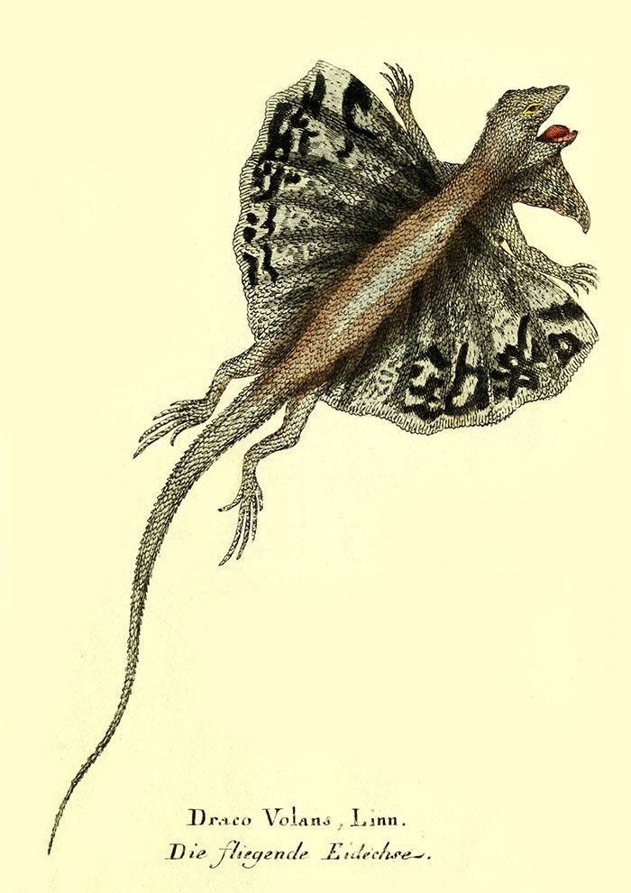 Flying Dragon Lizard