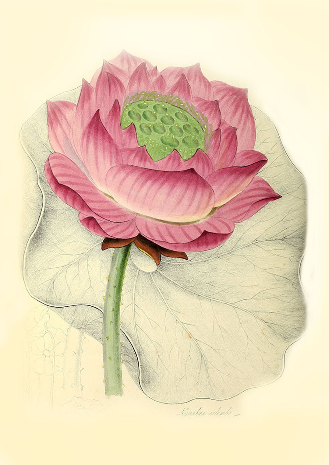 Vintage Botanical Floral Lotus Print-lotus Plant Flowers Seeds, Flower ...