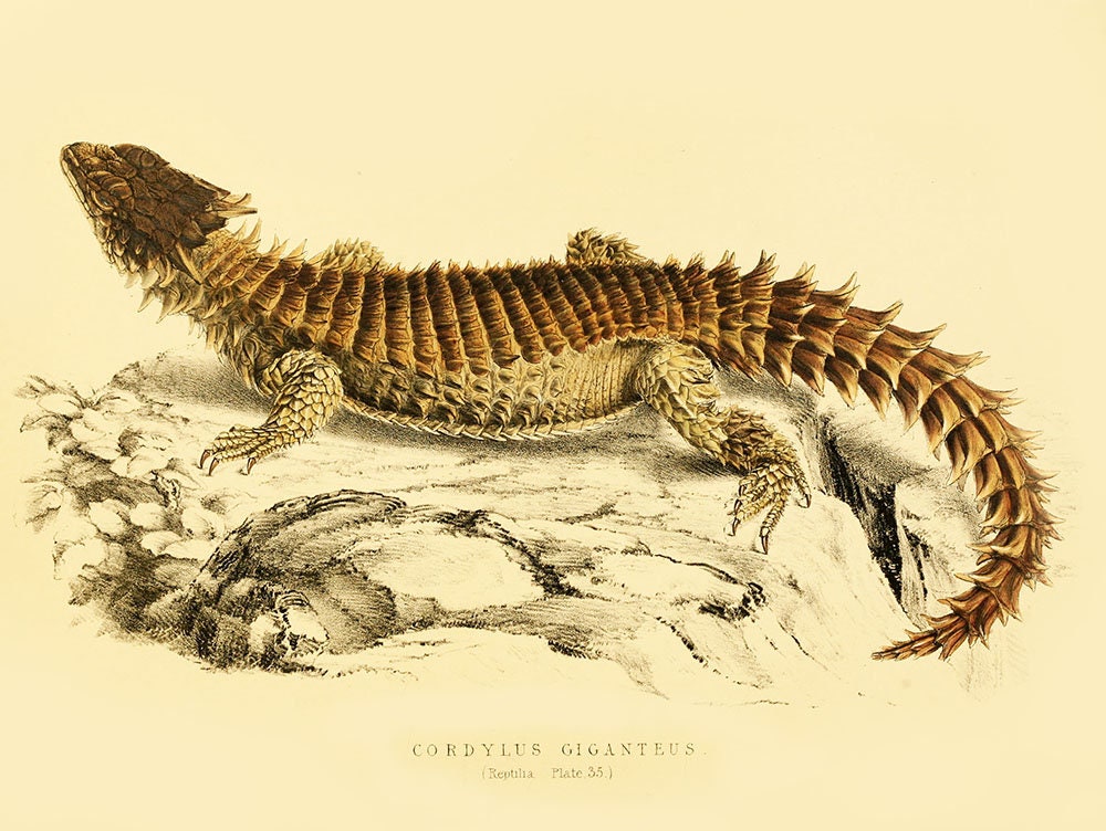 Reptile Prints- Educational Sungazer Lizard Print-antique Reptile Print ...