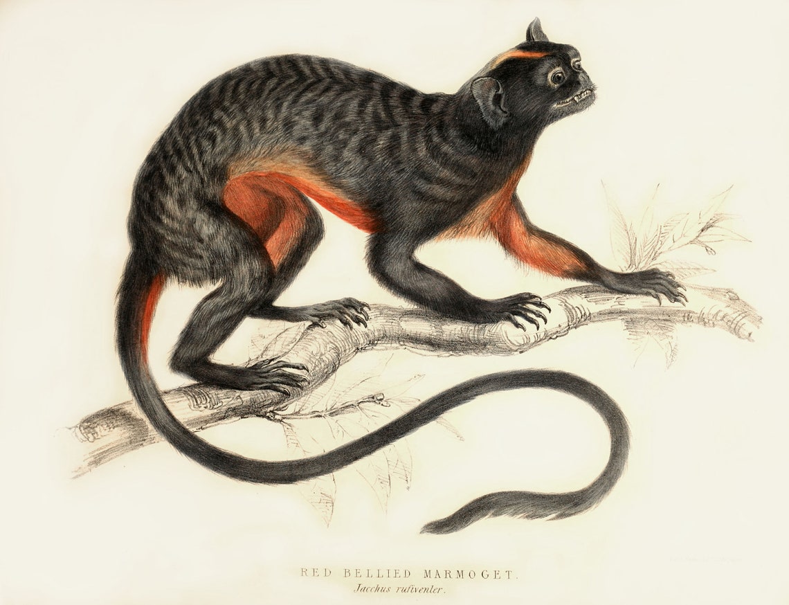 Monkey Primate Red-bellied Marmoset Monkey Image-monkey Wall Decor ...