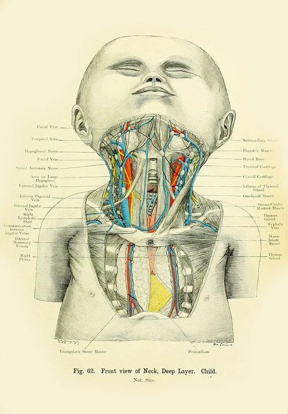 Anatomía Del Cuello Humano