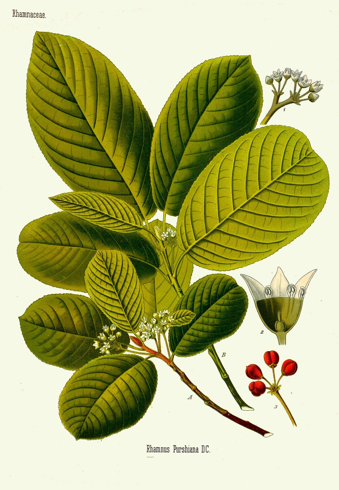 Vintage Botanical Kohler Print, Medicinal Tree Plant, Cascara Shrub ...