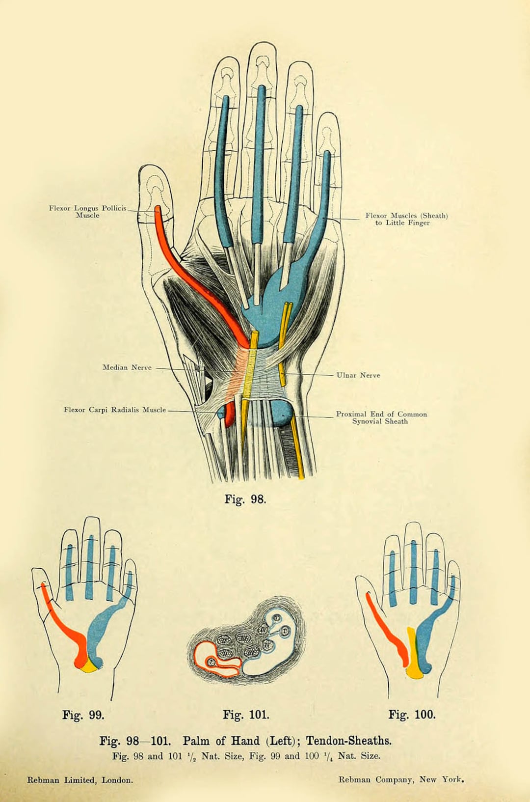 Human Anatomy Vintage Print-human Palm Anatomy-haeckel-human Organ ...