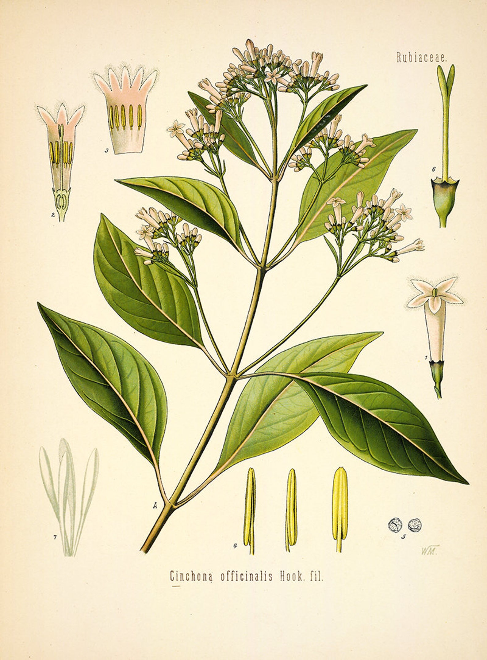 Vintage Cinchona Officinalis Tree Print, Red Cinchona Flower Seeds ...