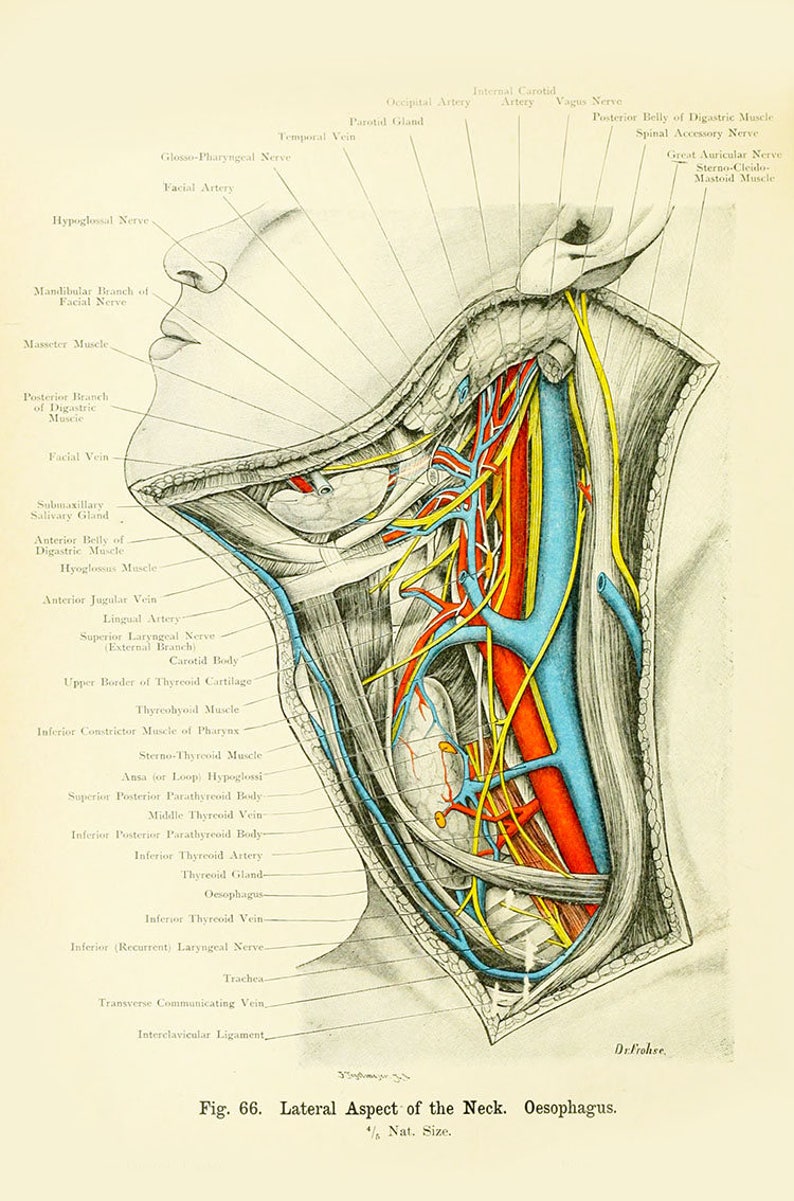 Human Anatomy Vintage Print-human Neck Anatomy-haeckel-human Internal ...