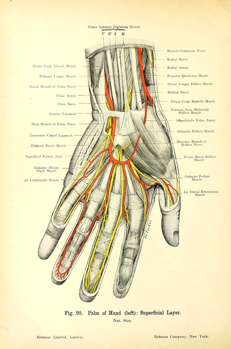 Human Anatomy Vintage Print-human Palm Hand Blood Vessel Anatomy ...