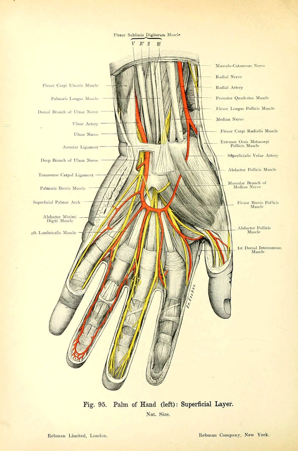 Human Anatomy Vintage Print-human Palm Hand Blood Vessel Anatomy ...