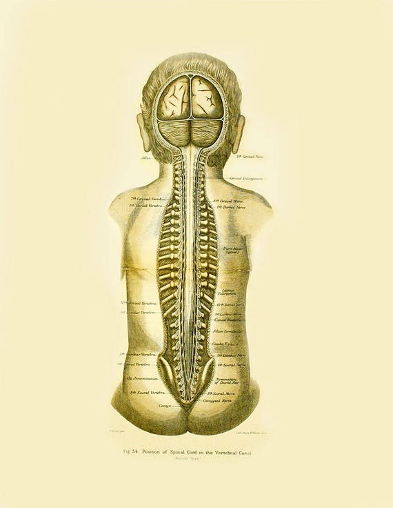 Ilustración De La Anatomía De La Columna Vertebral Estructura De
