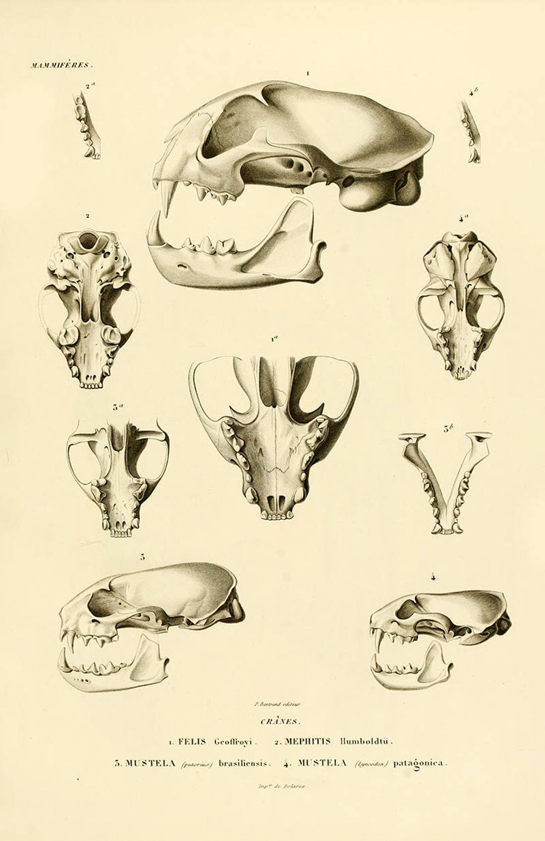 Vintage Cat Skull Print , Wild Cat Skull Image, Cat Skull Wall Decor ...