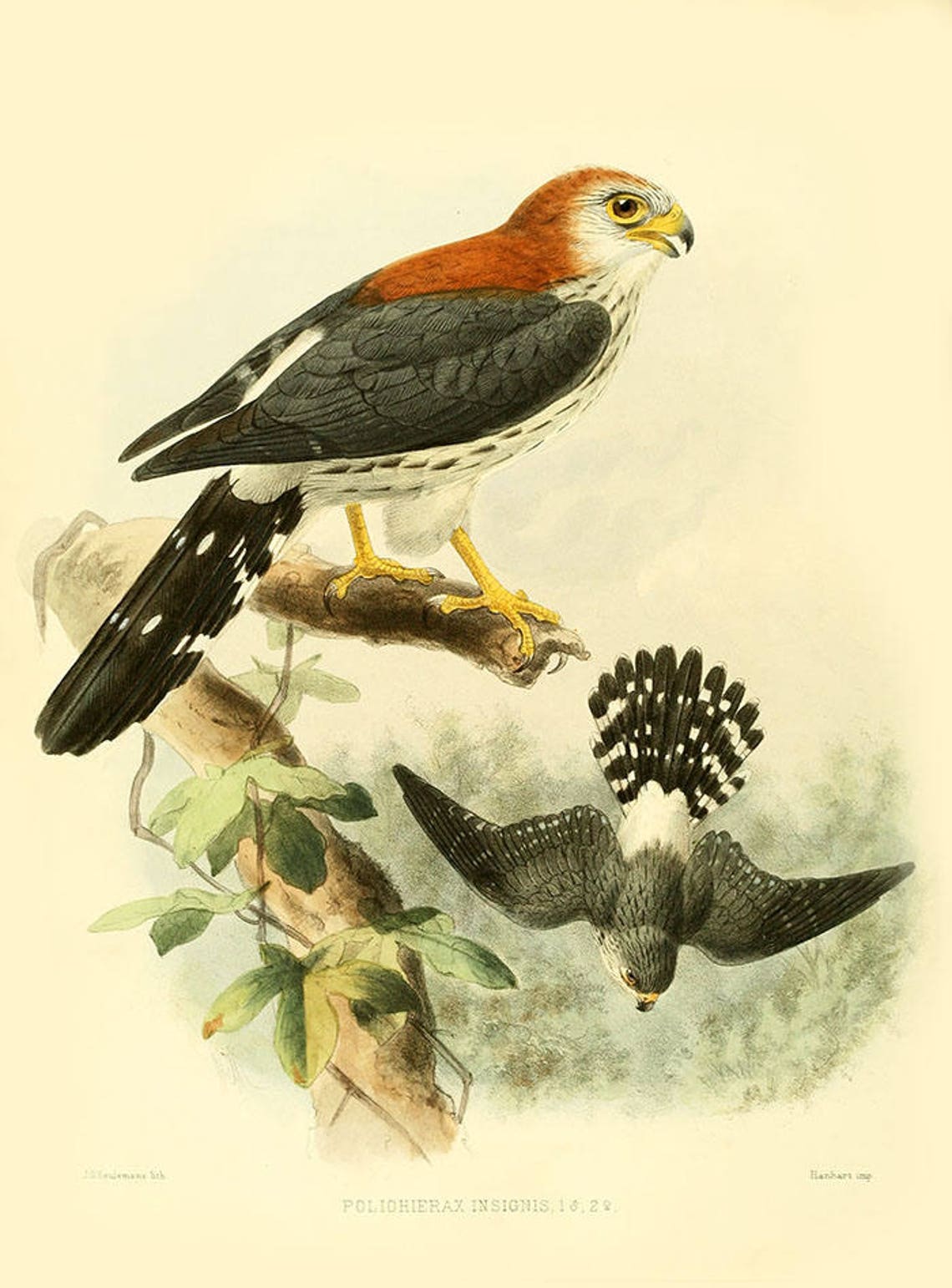 Vintage White Rumped Falcon Print- Falcon Print- Vintage Bird Prints ...