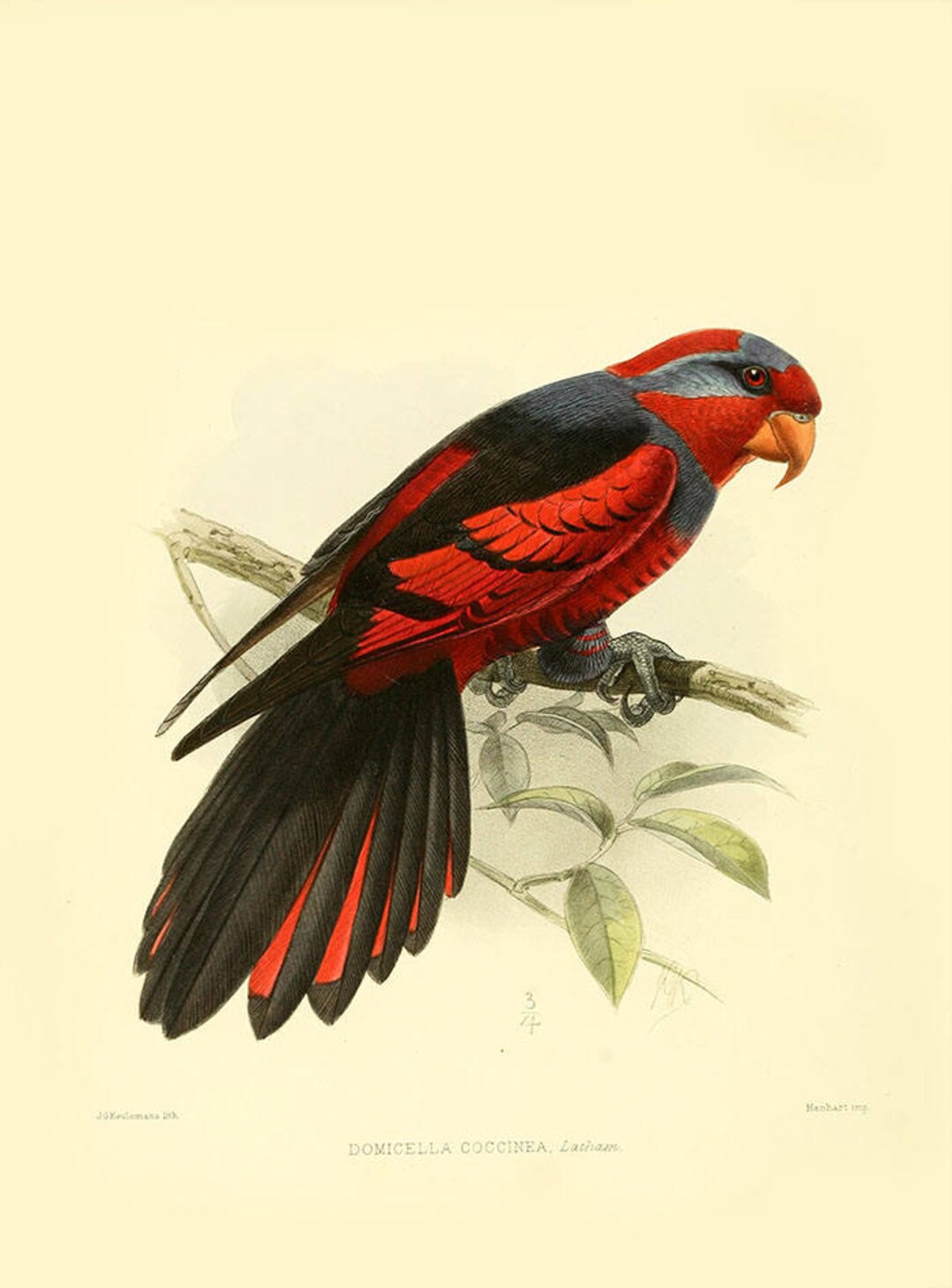 Vintage Red Parrot Print-parrot Bird Print- Vintage Bird Prints -nature ...