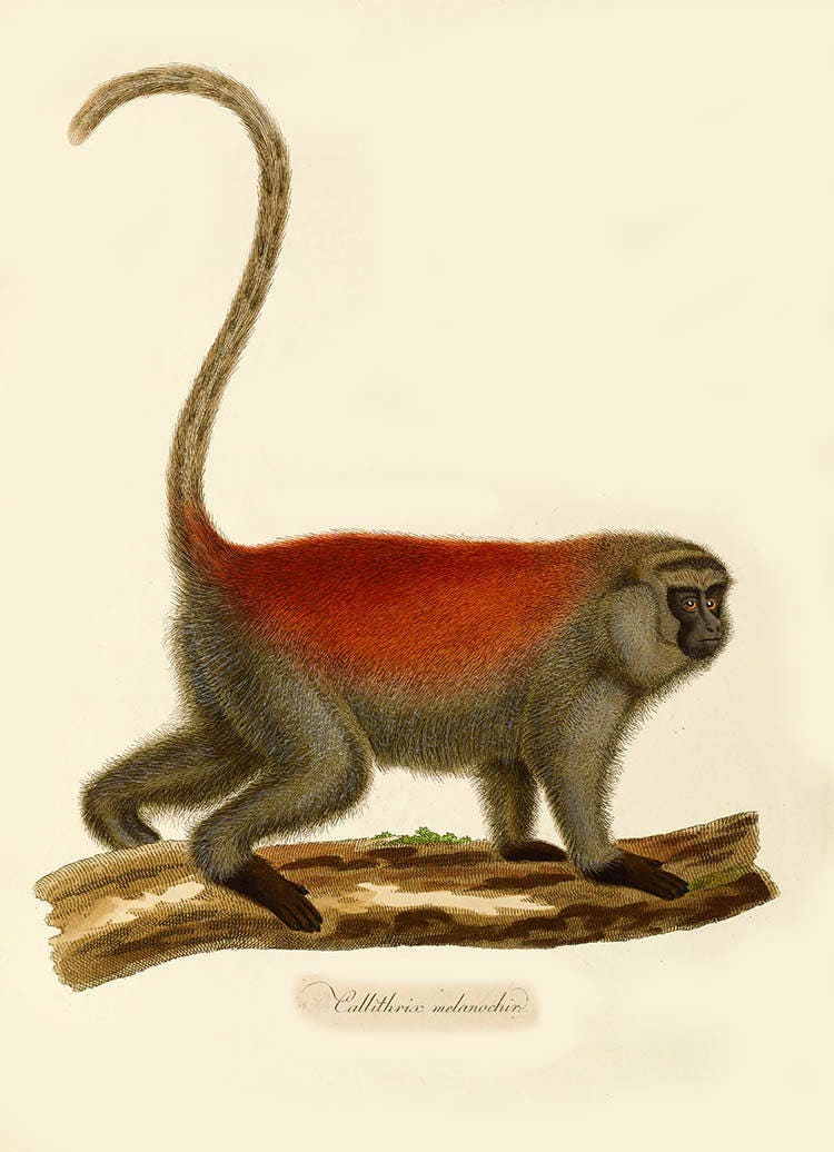 Callithrix Monkey Family