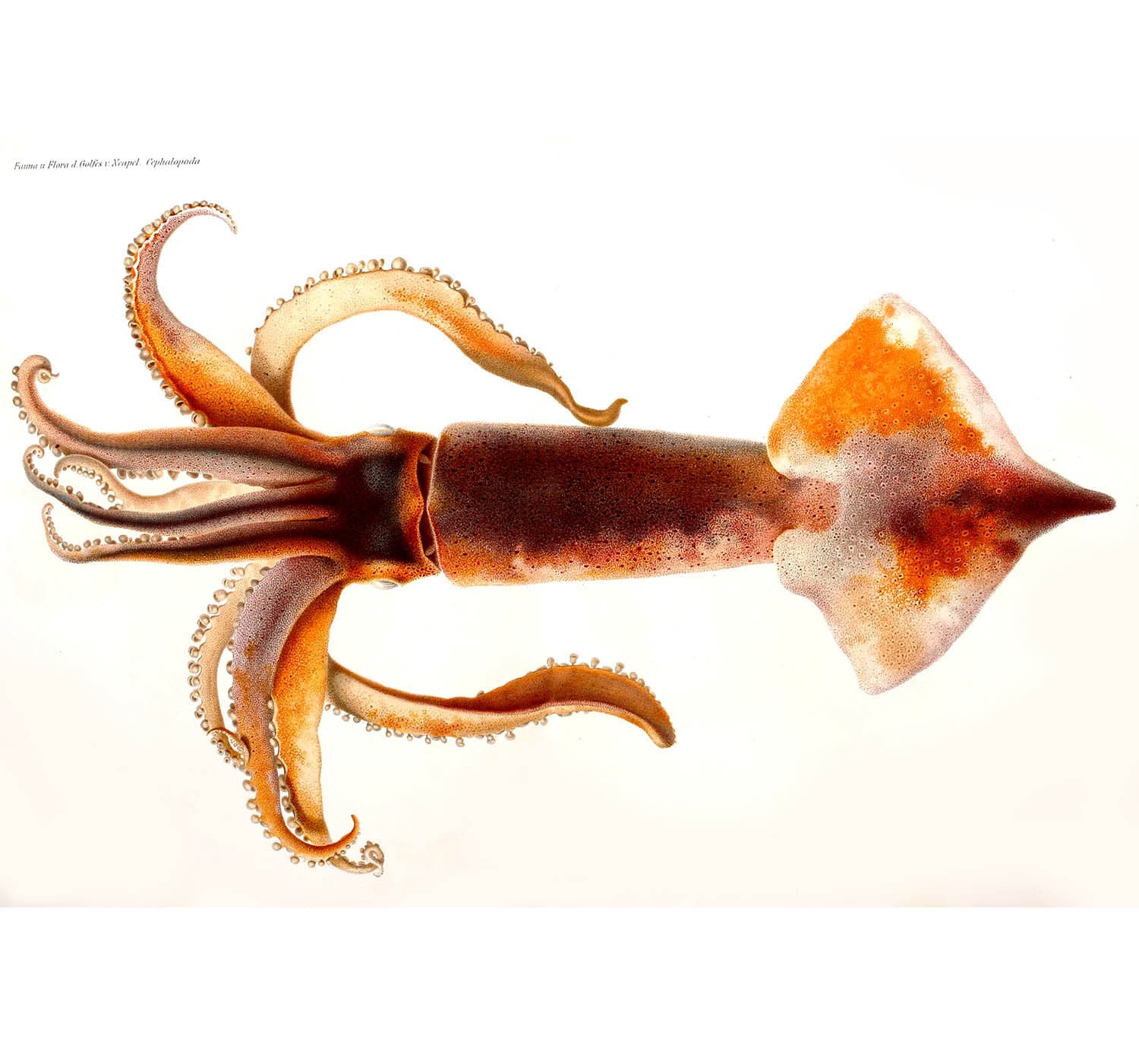 Vivero náutico calamar de pulpo de mar grabado-pulpo antiguo imagen de ...
