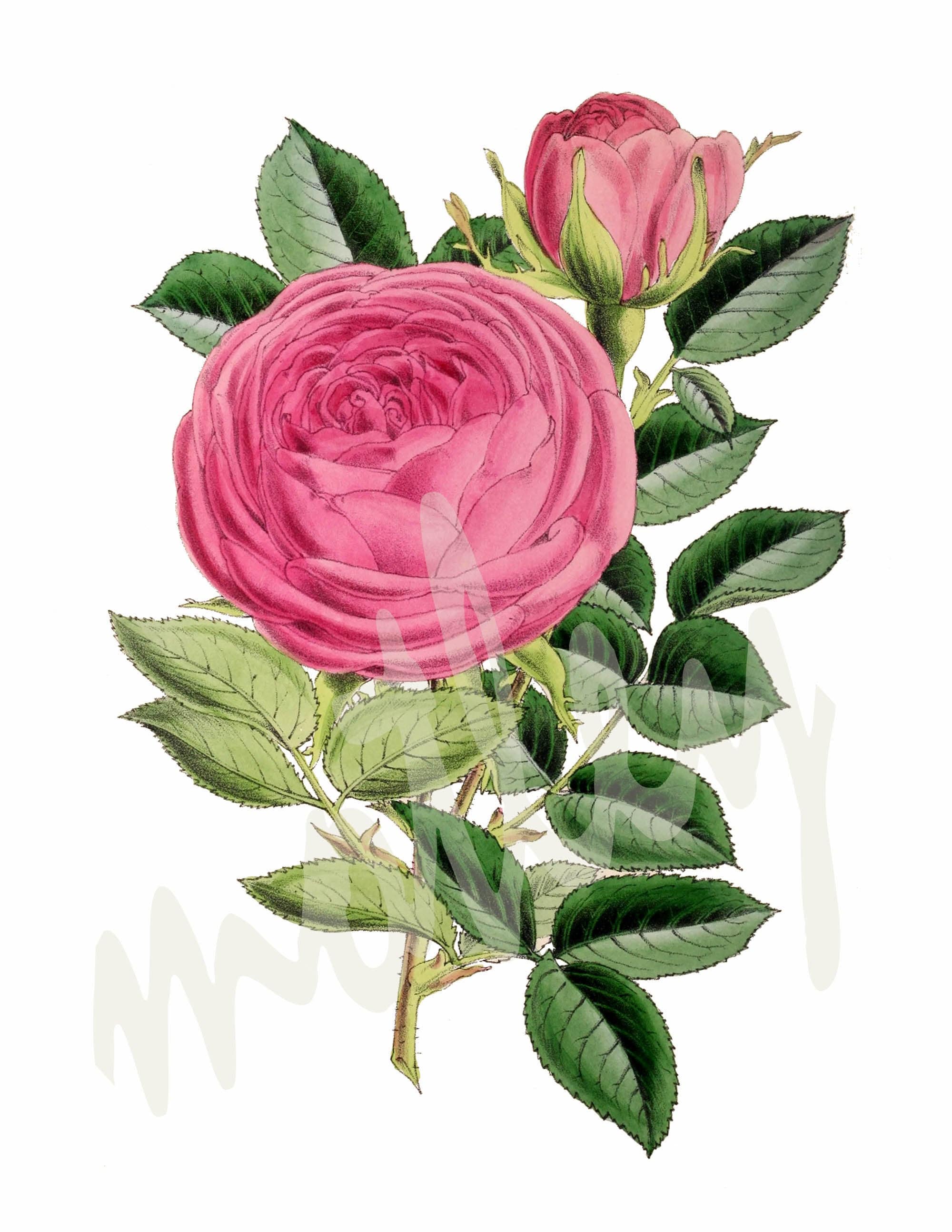 Pink Rose Clipart Print Instant Download, Botanical Illustration for ...
