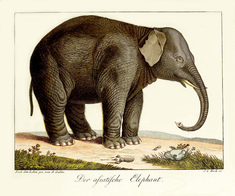 Vintage Asian Elephant Print- Elephant Image-elephant Wall Decor-cabin ...