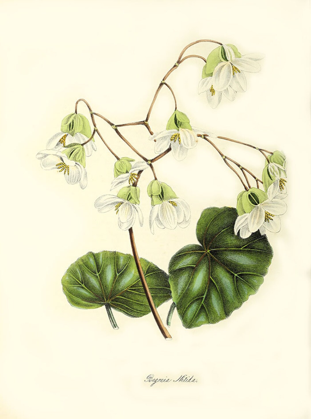 Vintage Botanical Floral Begonia Print- Begonia Plant Flowers Seeds ...