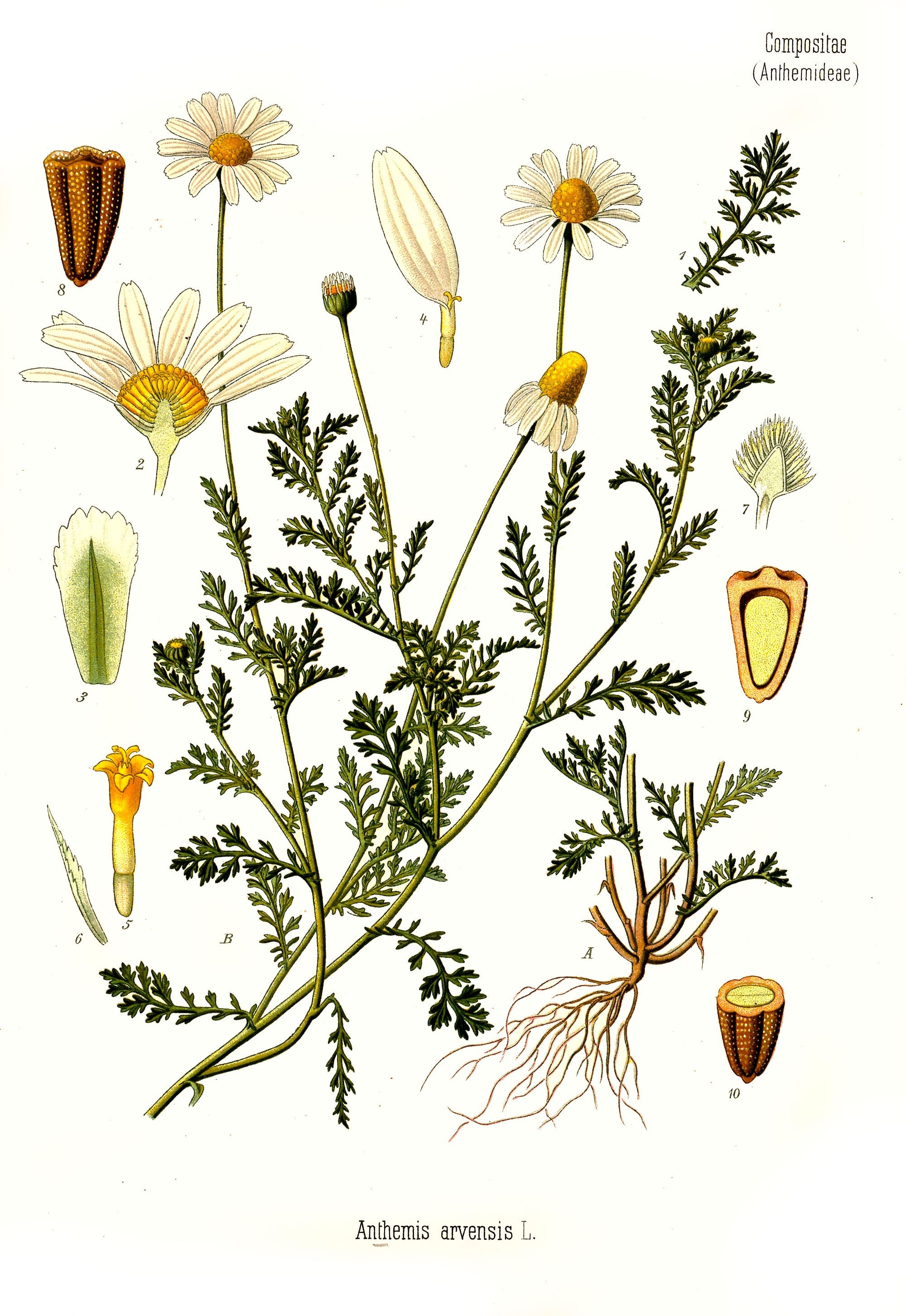 Chamomile Plant Drawing