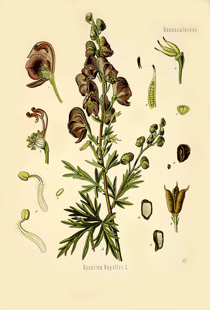 Yellow Wolfsbane Poison