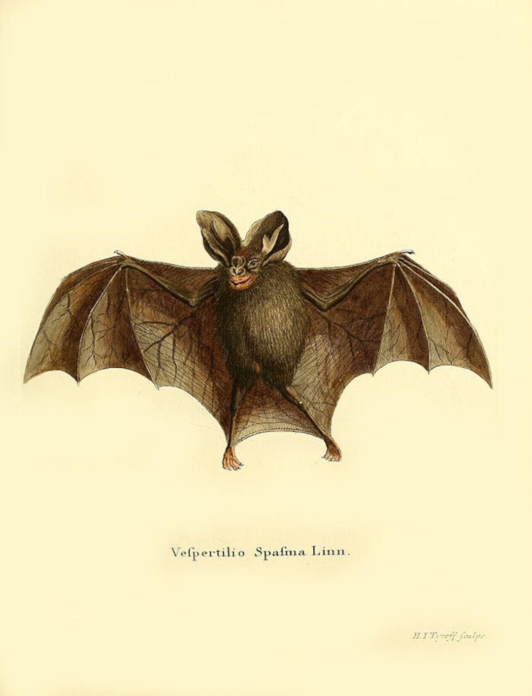Vintage Bat Print , Animal Print, Vepertillio Bat Print, Bat Wall Decor ...