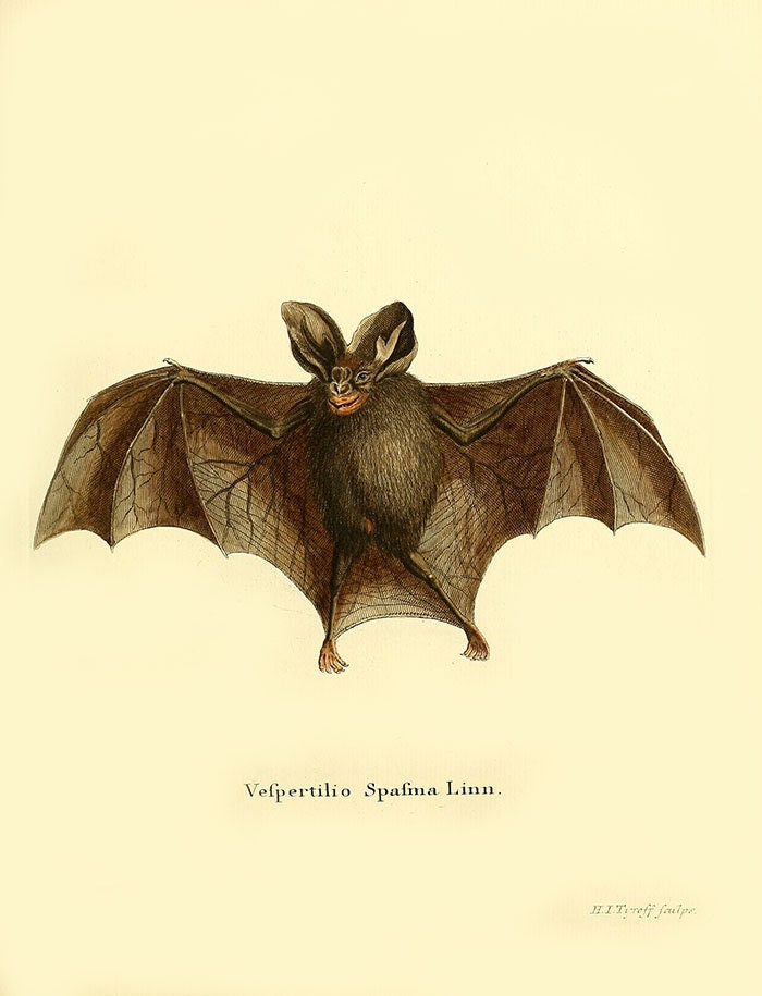 Vintage Bat Print , Animal Print, Vepertillio Bat Print, Bat Wall Decor ...